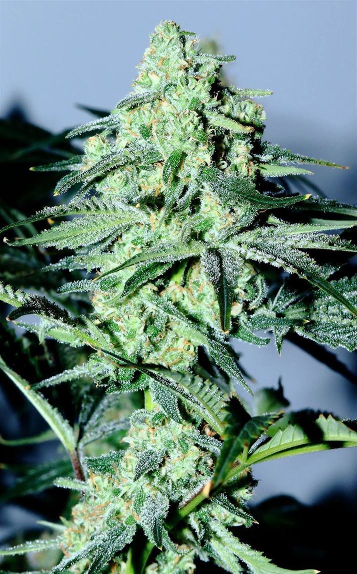 Sour Patch Kiss Cannabis Seeds by Elev8 Seeds Sour Patch Kiss Cannabis Seeds by Elev8 Seeds
