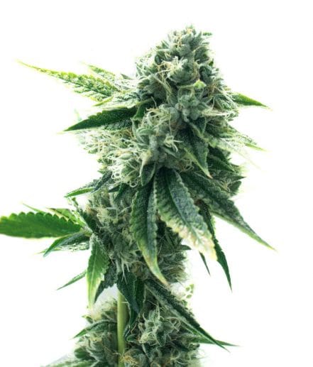 Green Crack x Super Silver Haze - Cannabis Seeds by Seed City Seeds ...
