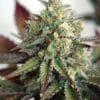 Critical 2.0 XL Auto - Cannabis Seeds by Garden of Green - Seed City