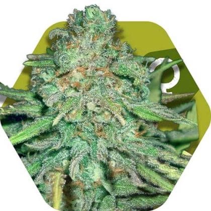 Lemon Kush - Cannabis Seeds by Zambeza Seeds - Seed City